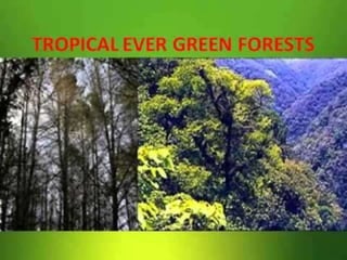 Forest | PPTX