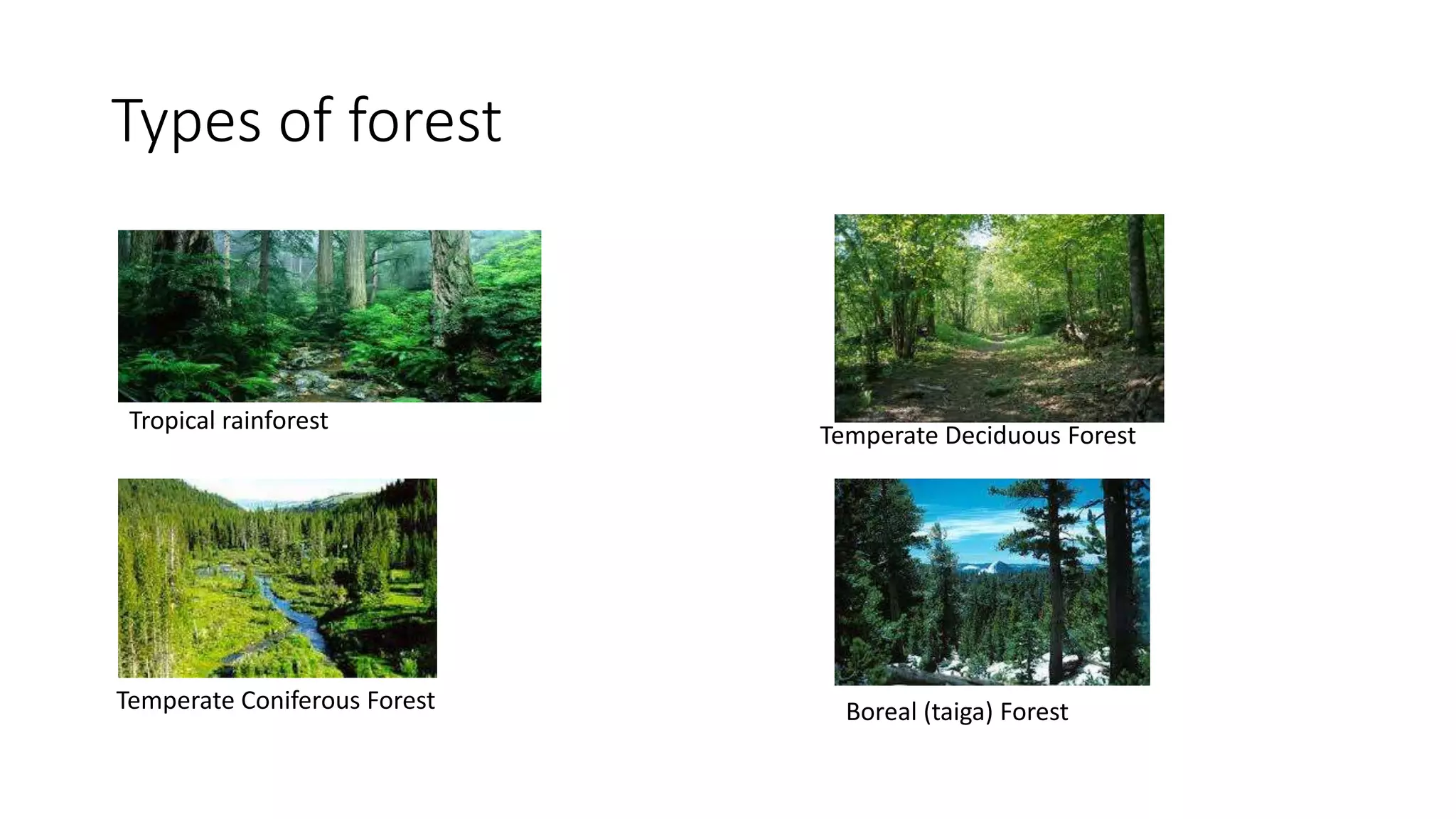 FOREST.pptx