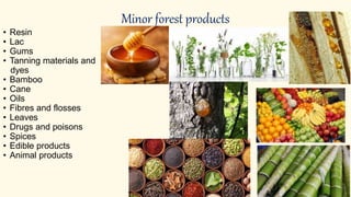 Forest and it's significance, about forest type, ingredients of forest ...