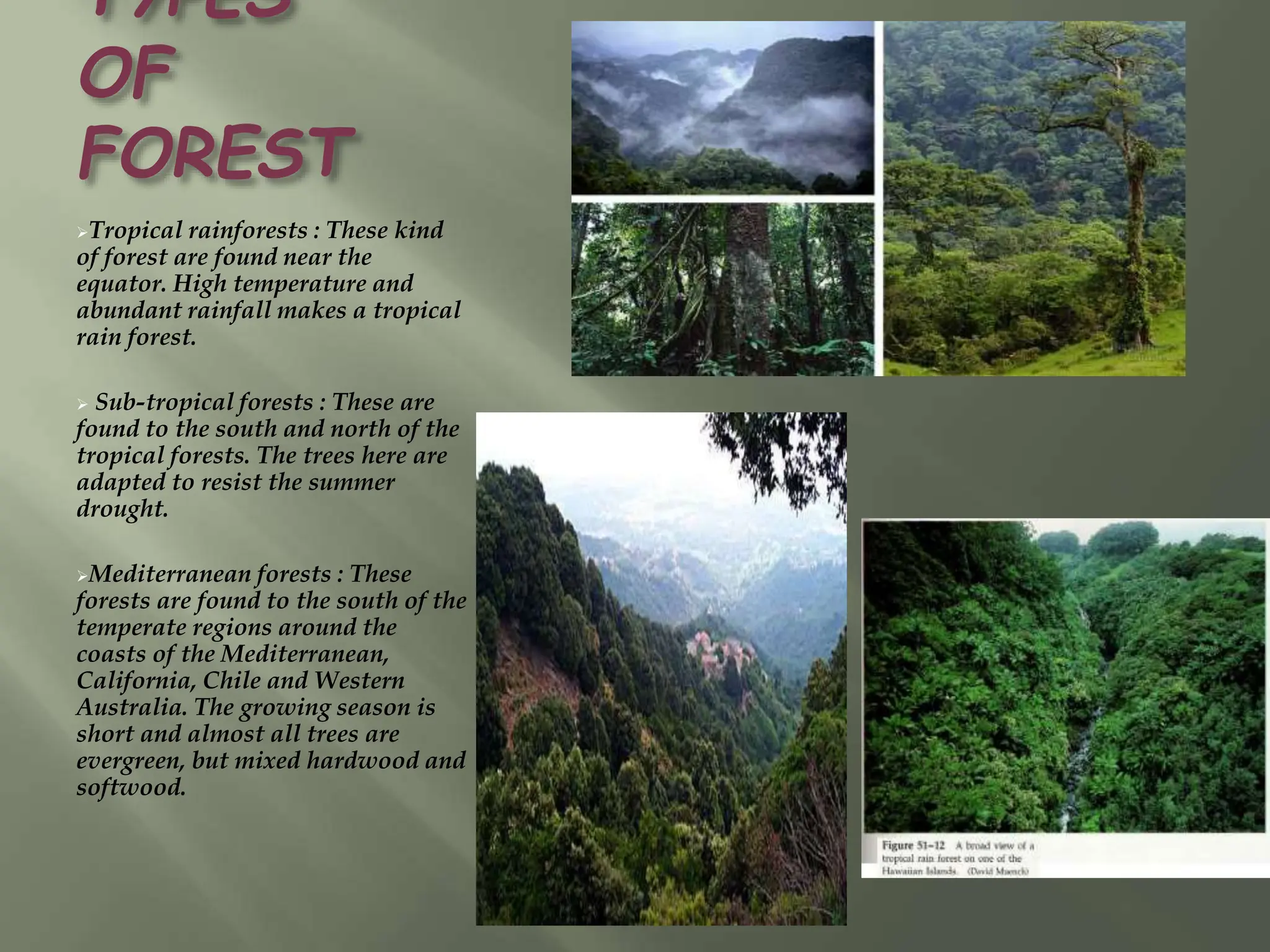 FOREST ITS TYPES AND VEGETATION FOUND THERE | PPT