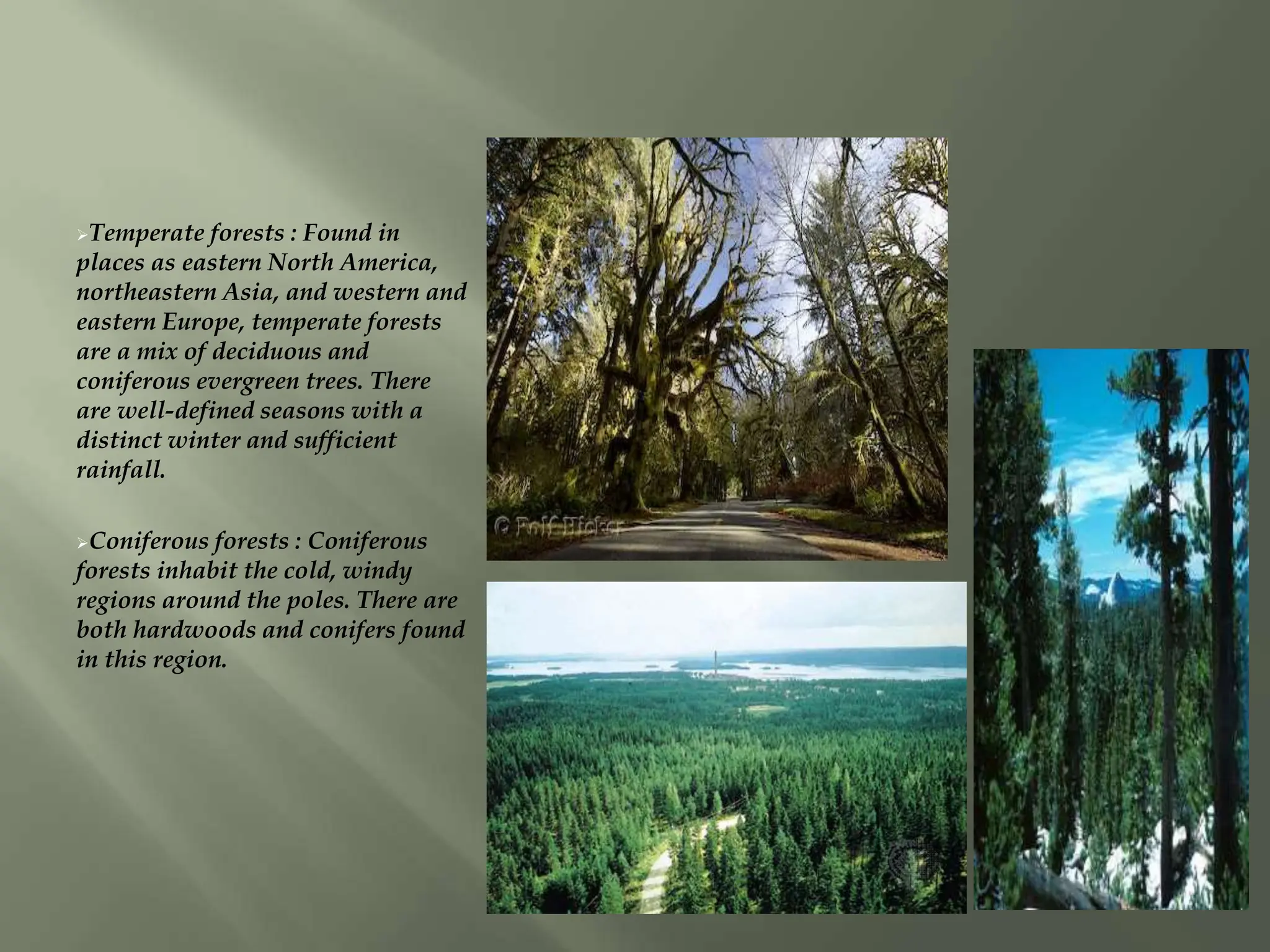 FOREST ITS TYPES AND VEGETATION FOUND THERE | PPT