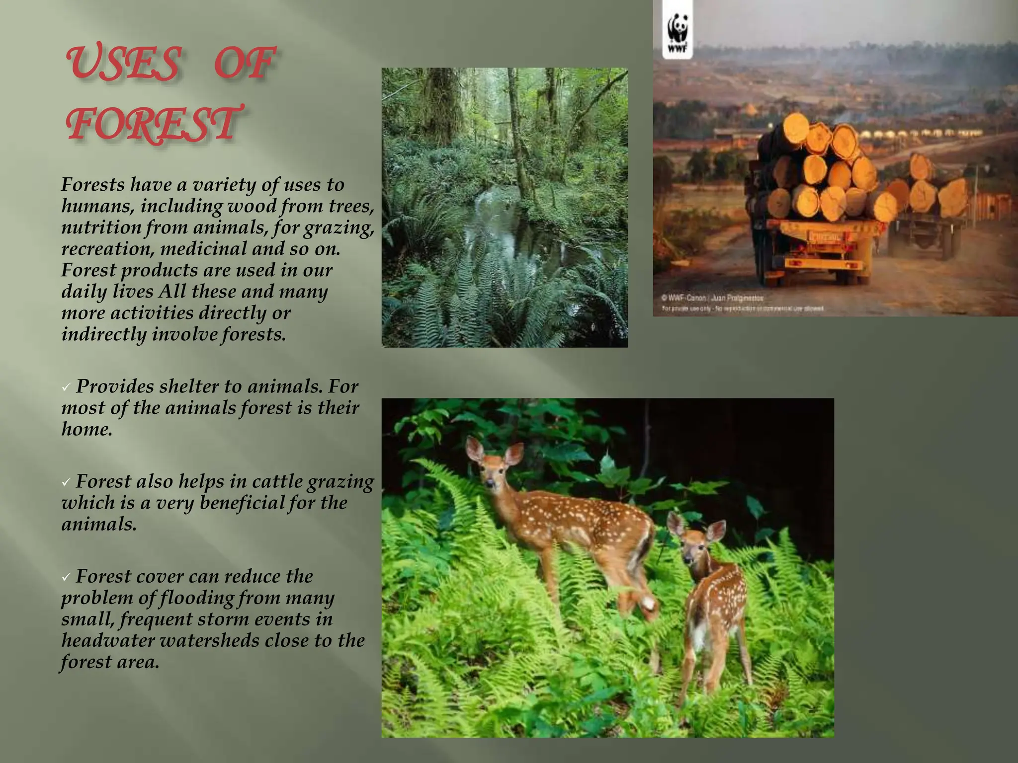 FOREST ITS TYPES AND VEGETATION FOUND THERE | PPT