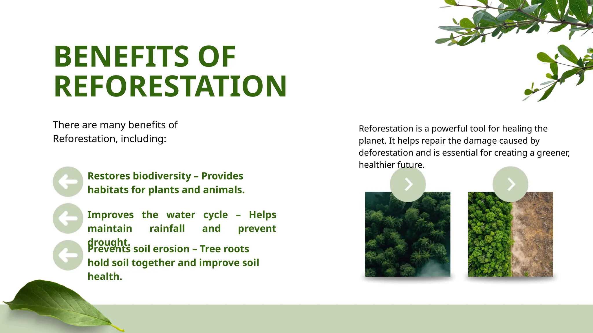 Forest reforestation and deforestation .pptx