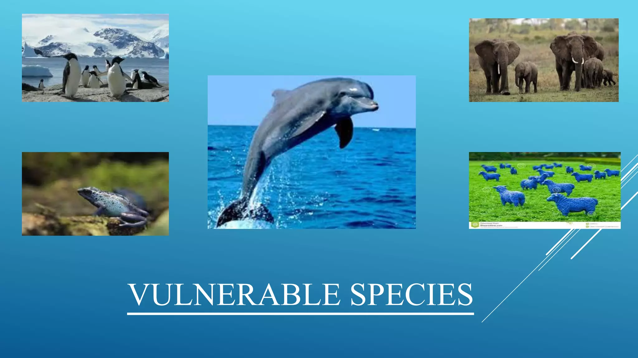 Forest & Wildlife Resources - Class X Geography | PDF