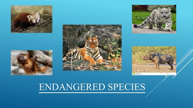 Forest & Wildlife Resources - Class X Geography | PDF | Geography | Science