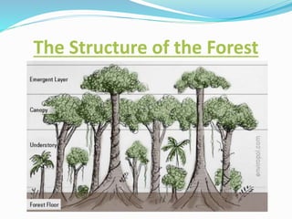 Forest biomes , a college tutorial | PPT