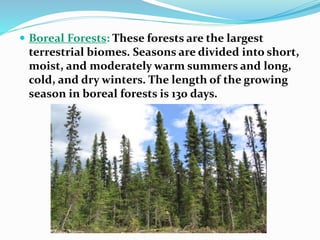 Forest biomes , a college tutorial | PPT