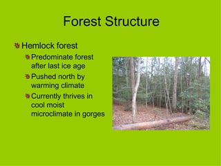Forest Ecology | PPT