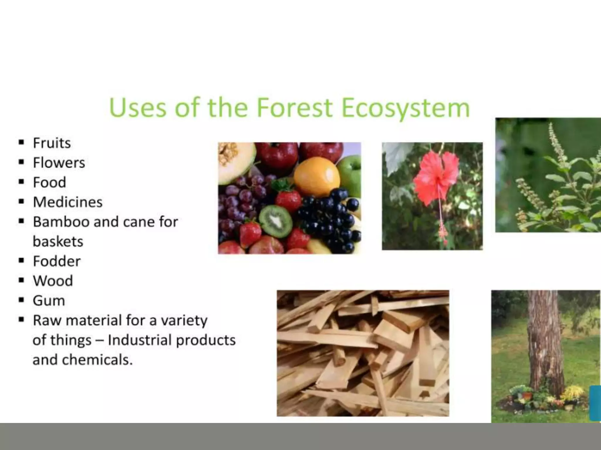 forest-ecosystem-37818899.pptx