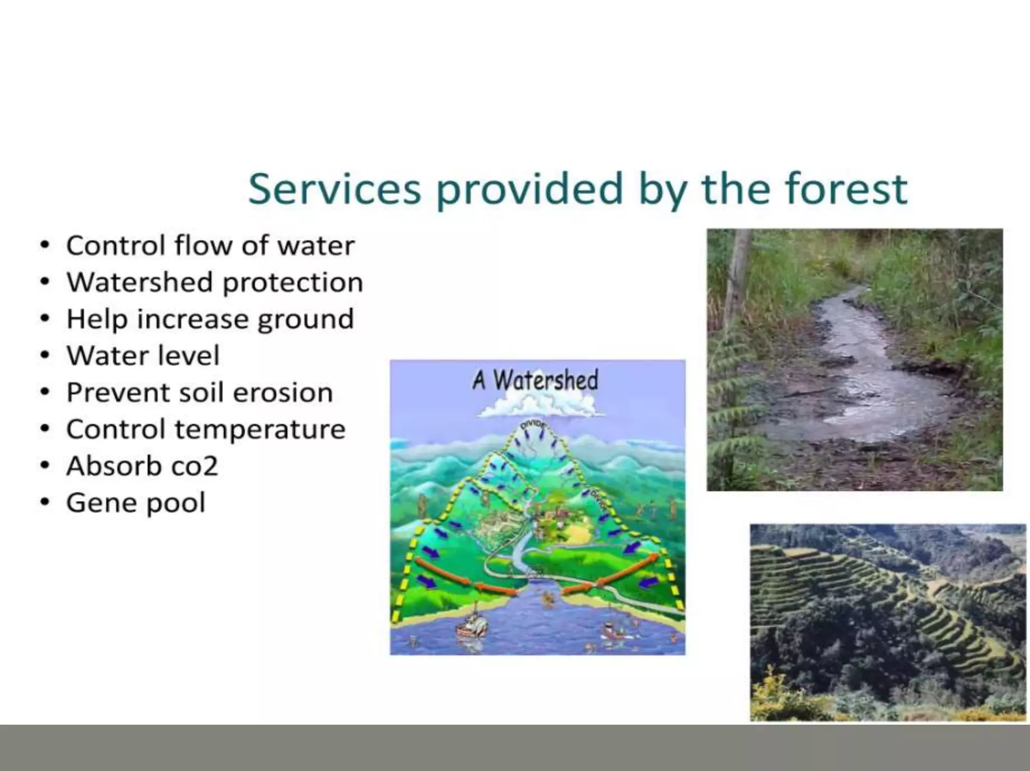 forest-ecosystem-37818899.pptx