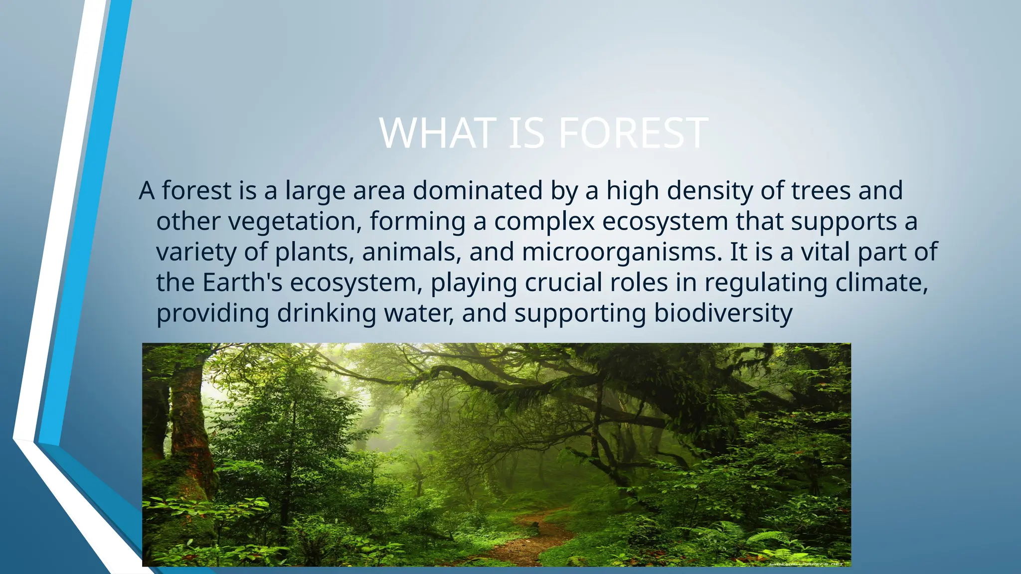 FOREST-LUNGS OF THE EARTH aarav 5 th vayu.pptx