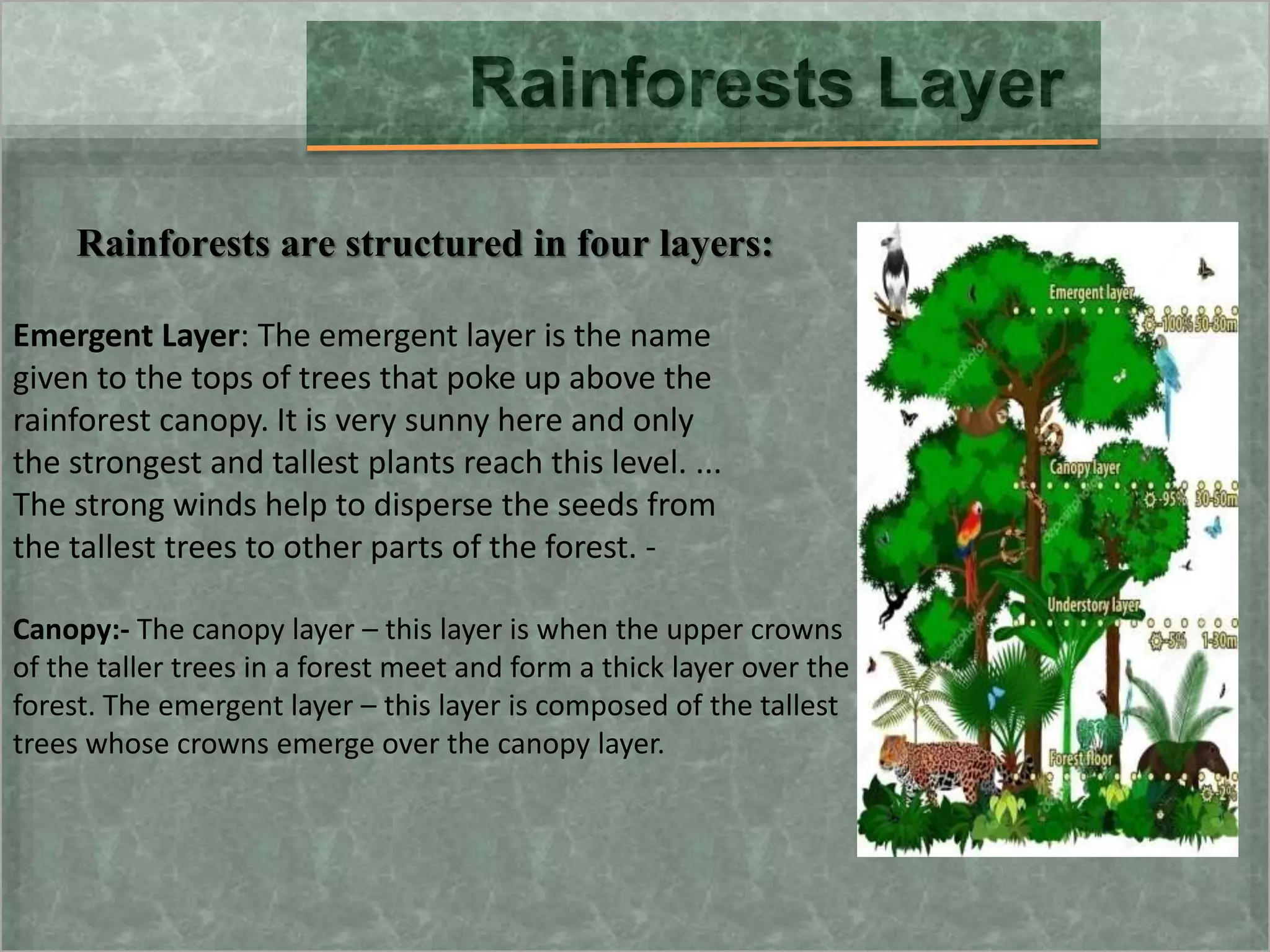 Advance Presentation On Forest Our Life Line | PPTX