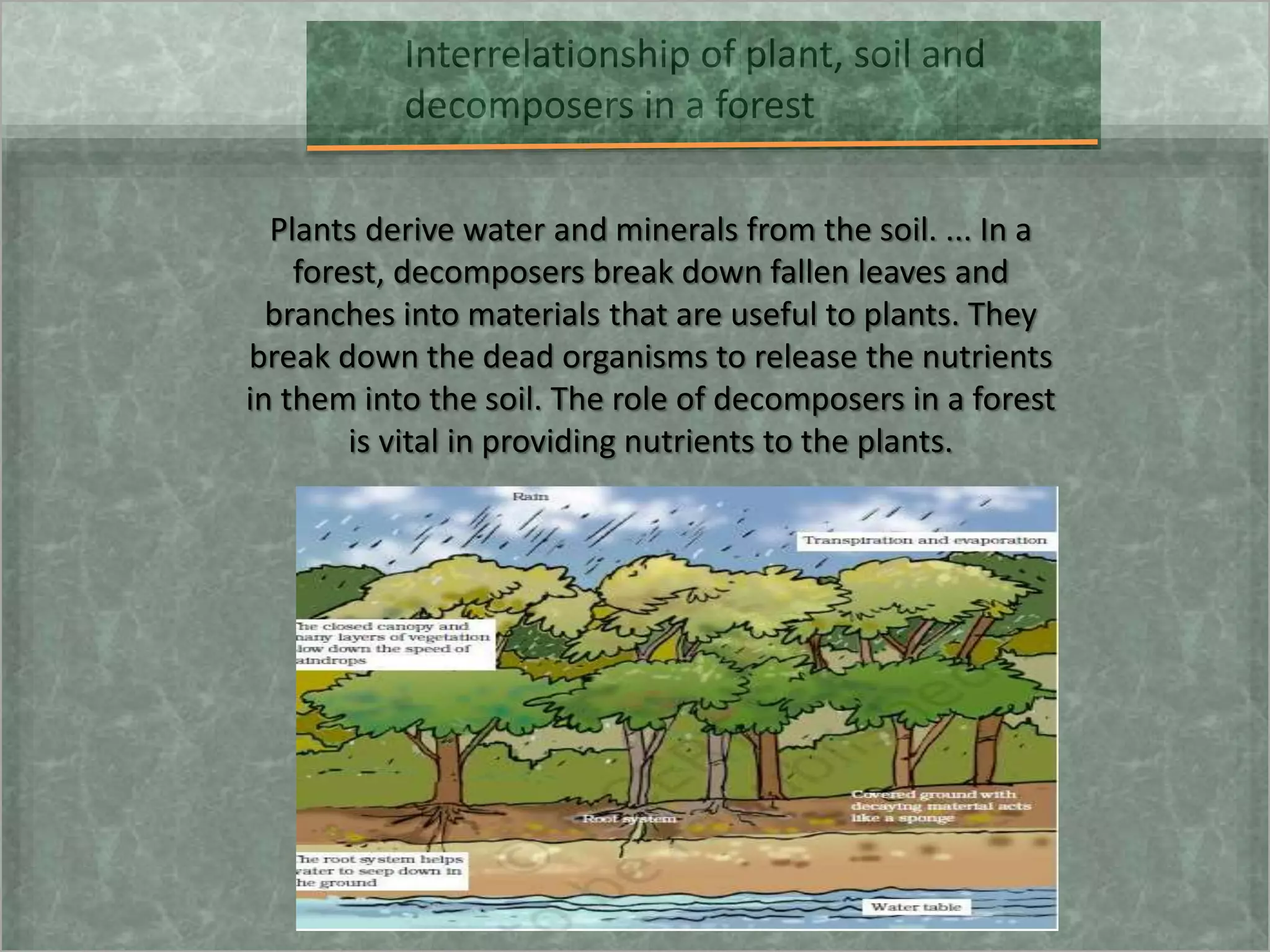 Advance Presentation On Forest Our Life Line | PPTX