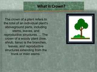 Advance Presentation On Forest Our Life Line | PPTX