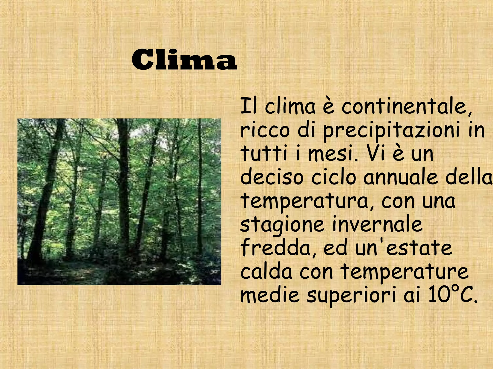 Foresta di latifoglie | PPT