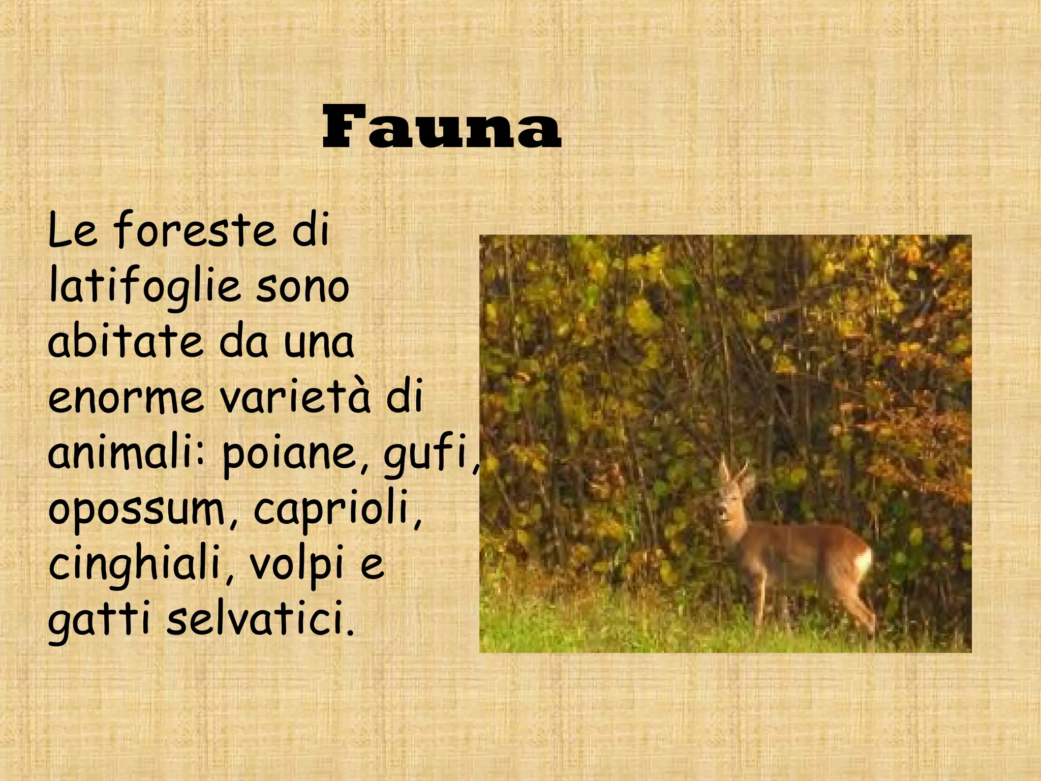 Foresta di latifoglie | PPT