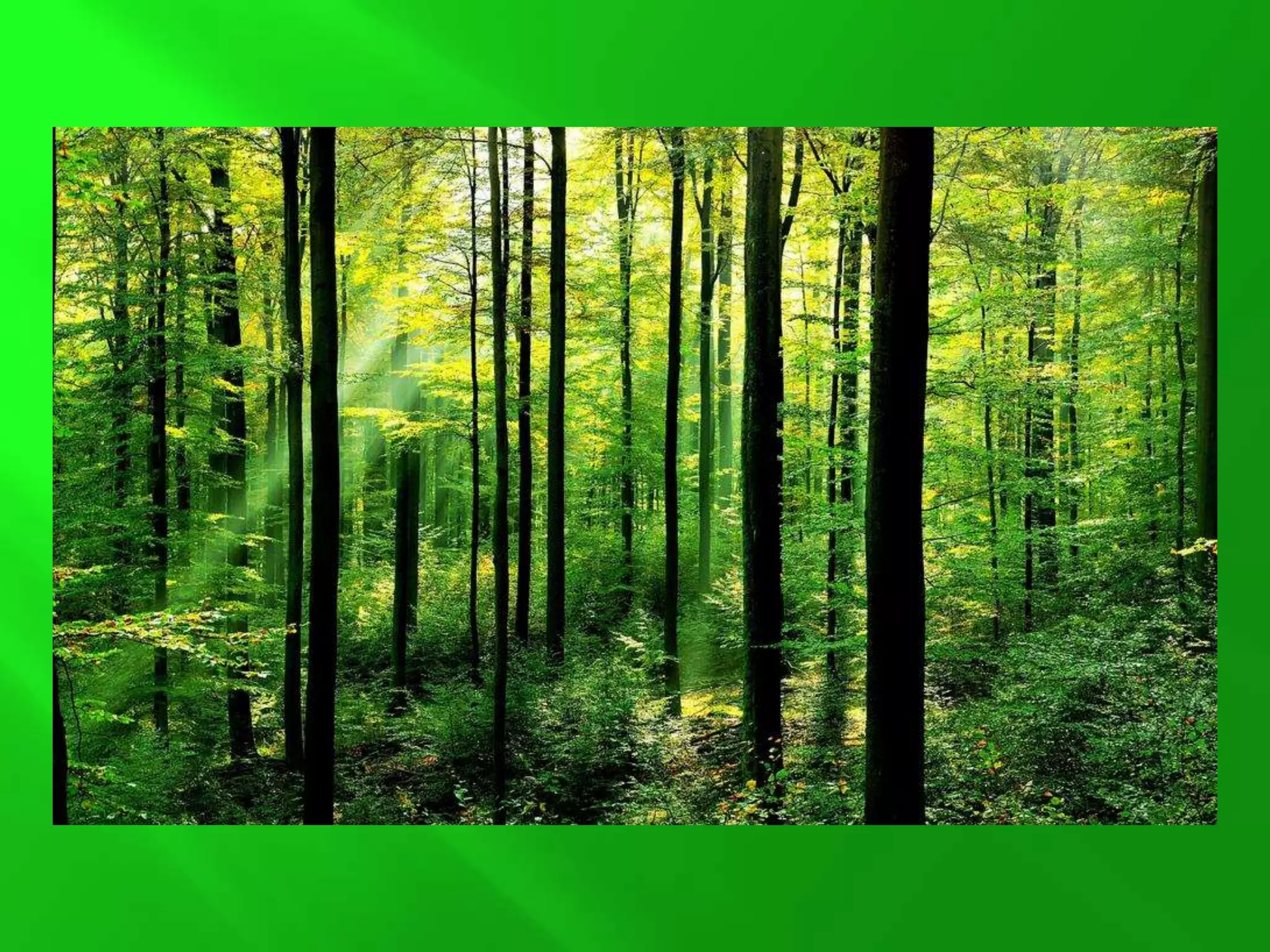 Forest and wildlife | PPTX