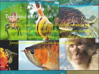 Forest_and_Wildlife.pptx