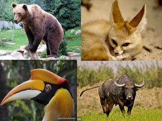 Forest and wildlife resources | PPT