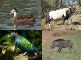 Forest and wildlife resources | PPT