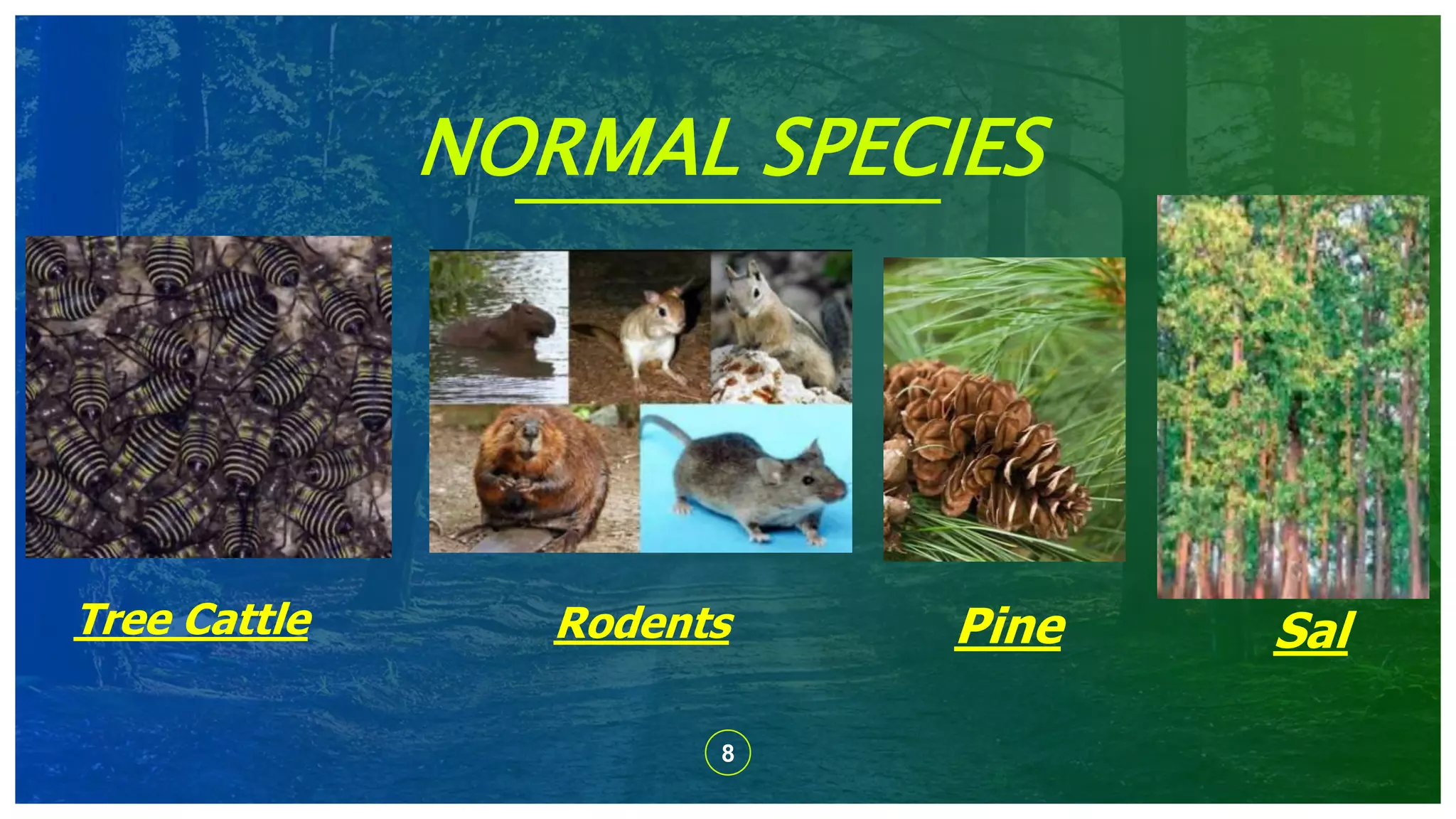 Forests And Wildlife Resources - Class 10 (Geography) | PPTX
