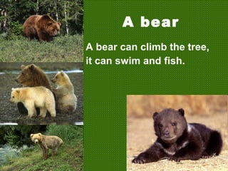 Forest Animals | PPT