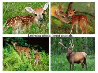 Forest animals! | PPT