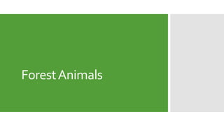 Forest animals | PPTX