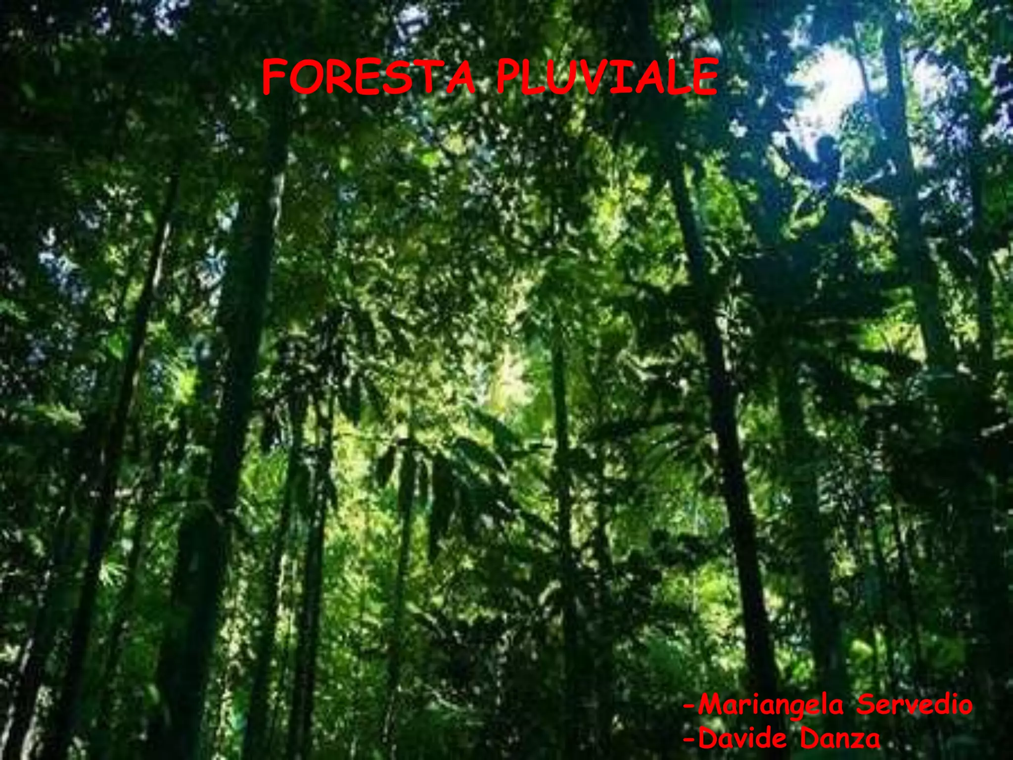 Foresta pluviale | PPTX