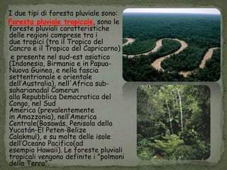 Foresta pluviale | PPT