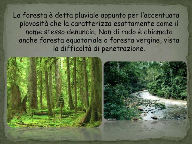 Foresta pluviale | PPT