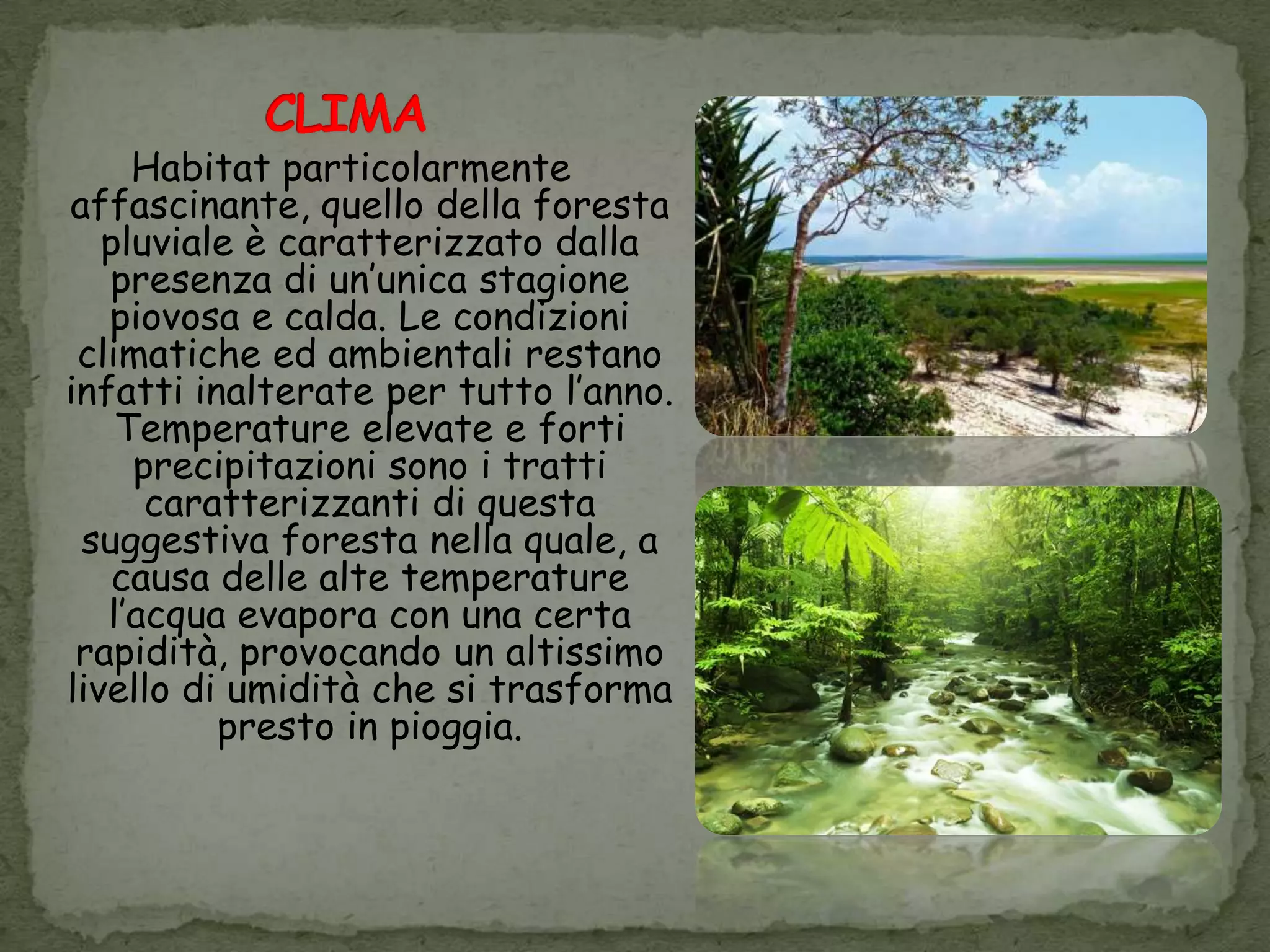 Foresta pluviale | PPT