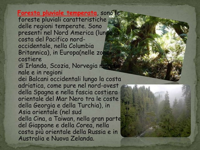 Foresta pluviale | PPT