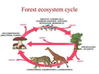 Forestation | PPTX