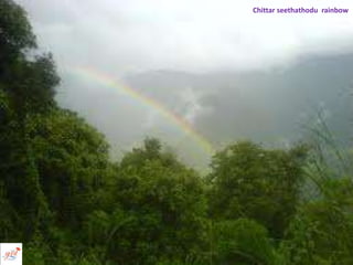 Forest at seethathodu | PPTX