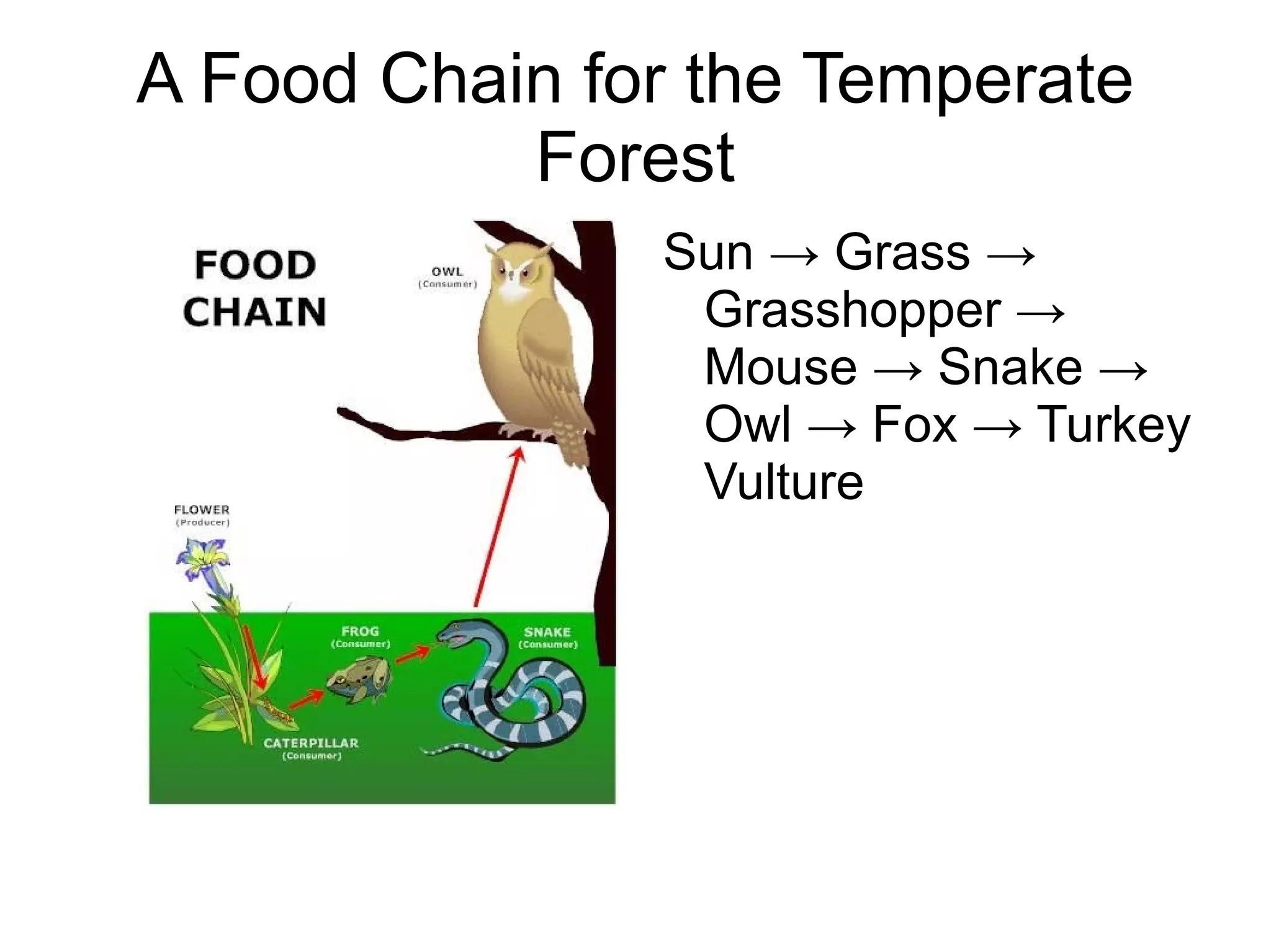 Temperate Forest Biome | ODP