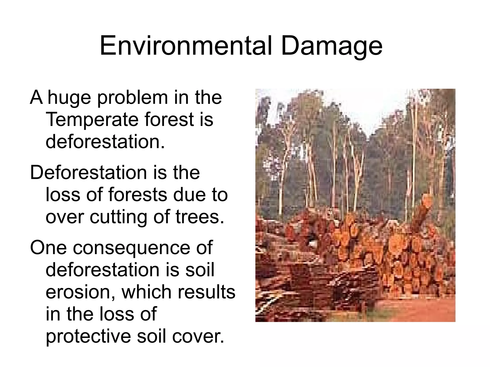 Temperate Forest Biome | ODP