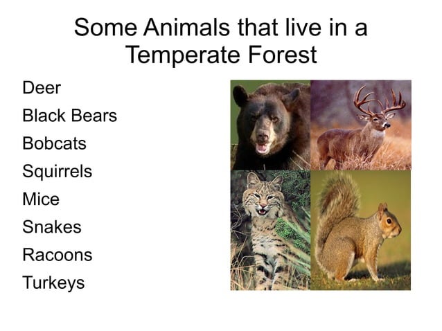 Temperate Forest Biome | ODP
