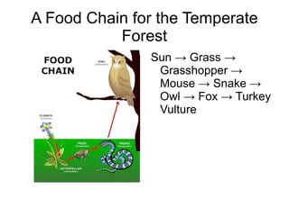 Temperate Woodland Food Web