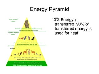 Temperate Deciduous Forest Energy Pyramid
