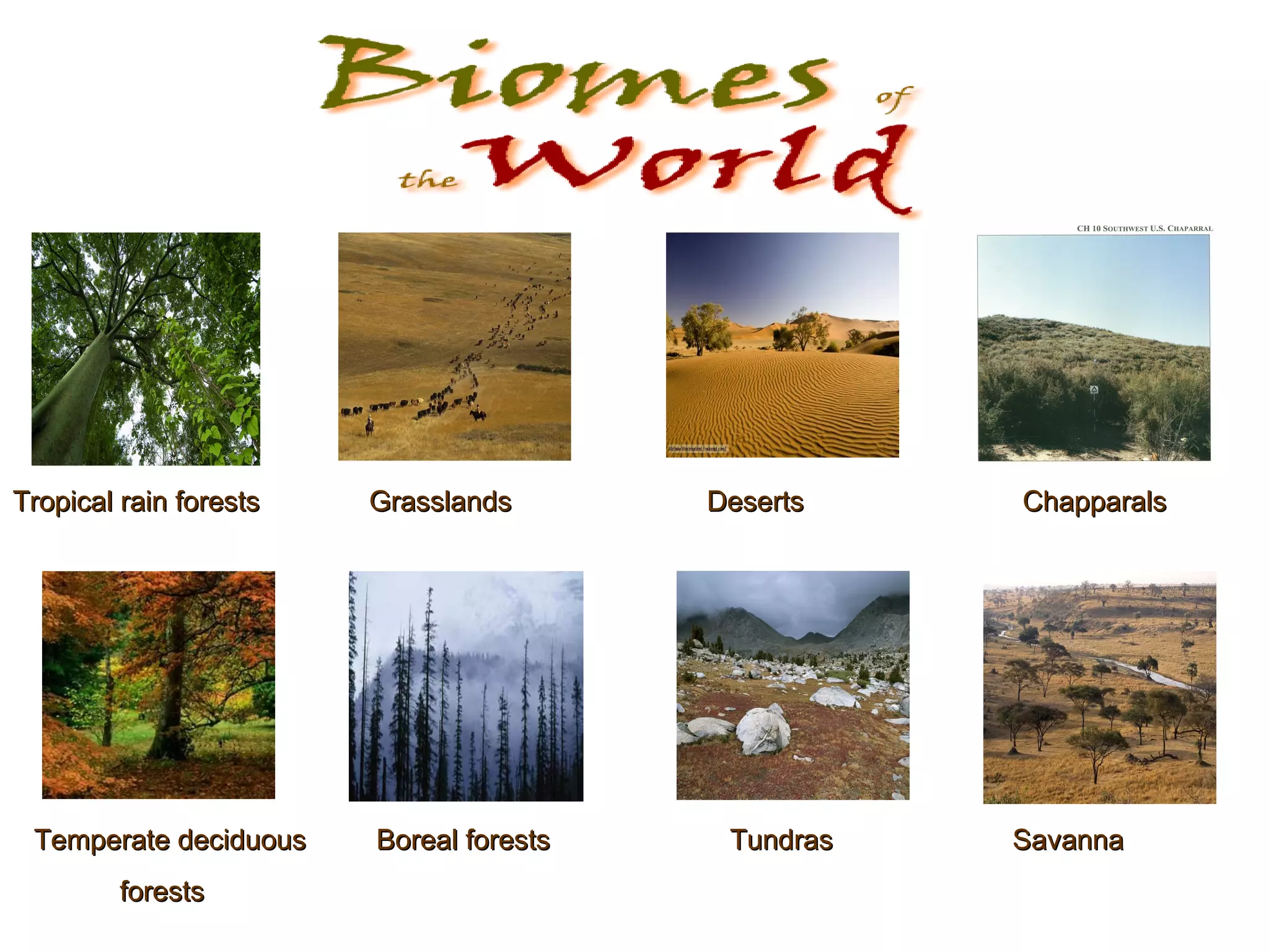 Forest biomes - Kashmeera | PPT