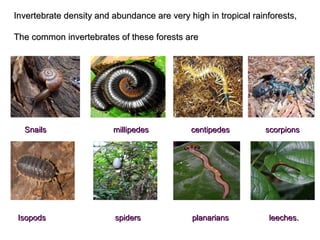 Forest biomes - Kashmeera | PPT