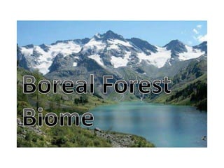 Forest biomes | PPTX