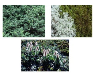 Forest biomes | PPTX