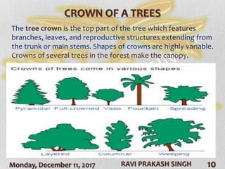 Forest class 7 | PDF