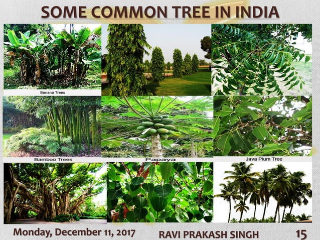 Forest class 7 | PDF | Science