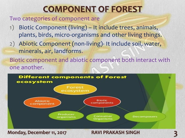 Forest class 7 | PDF | Science