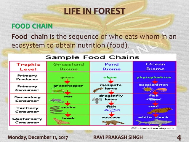 Forest class 7 | PDF | Science