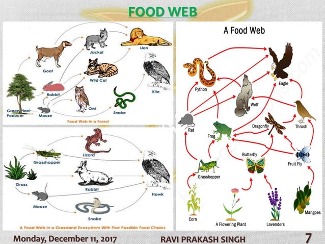 Forest class 7 | PDF | Science