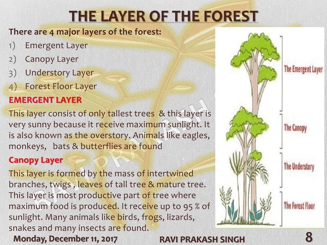 Forest class 7 | PPT